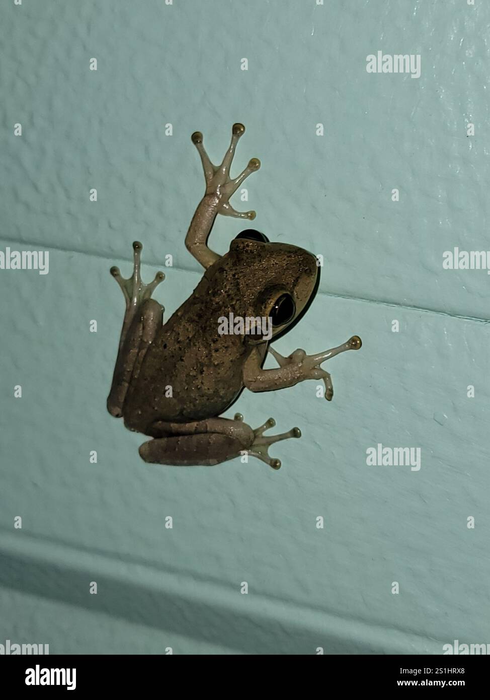 Cuban Tree Frog (Osteopilus septentrionalis Stock Photo - Alamy