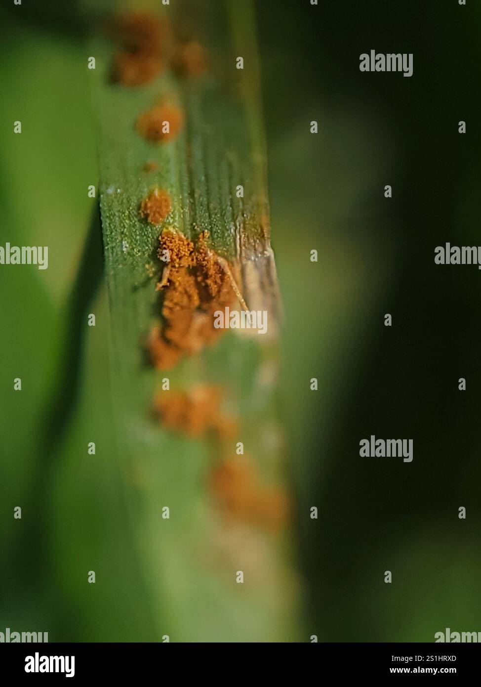 rust fungi (Pucciniales Stock Photo - Alamy