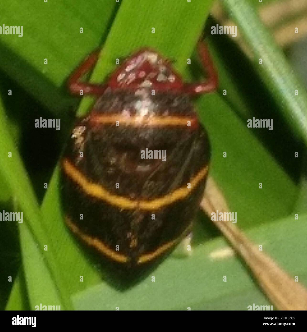 Two-lined Spittlebug (Prosapia bicincta Stock Photo - Alamy