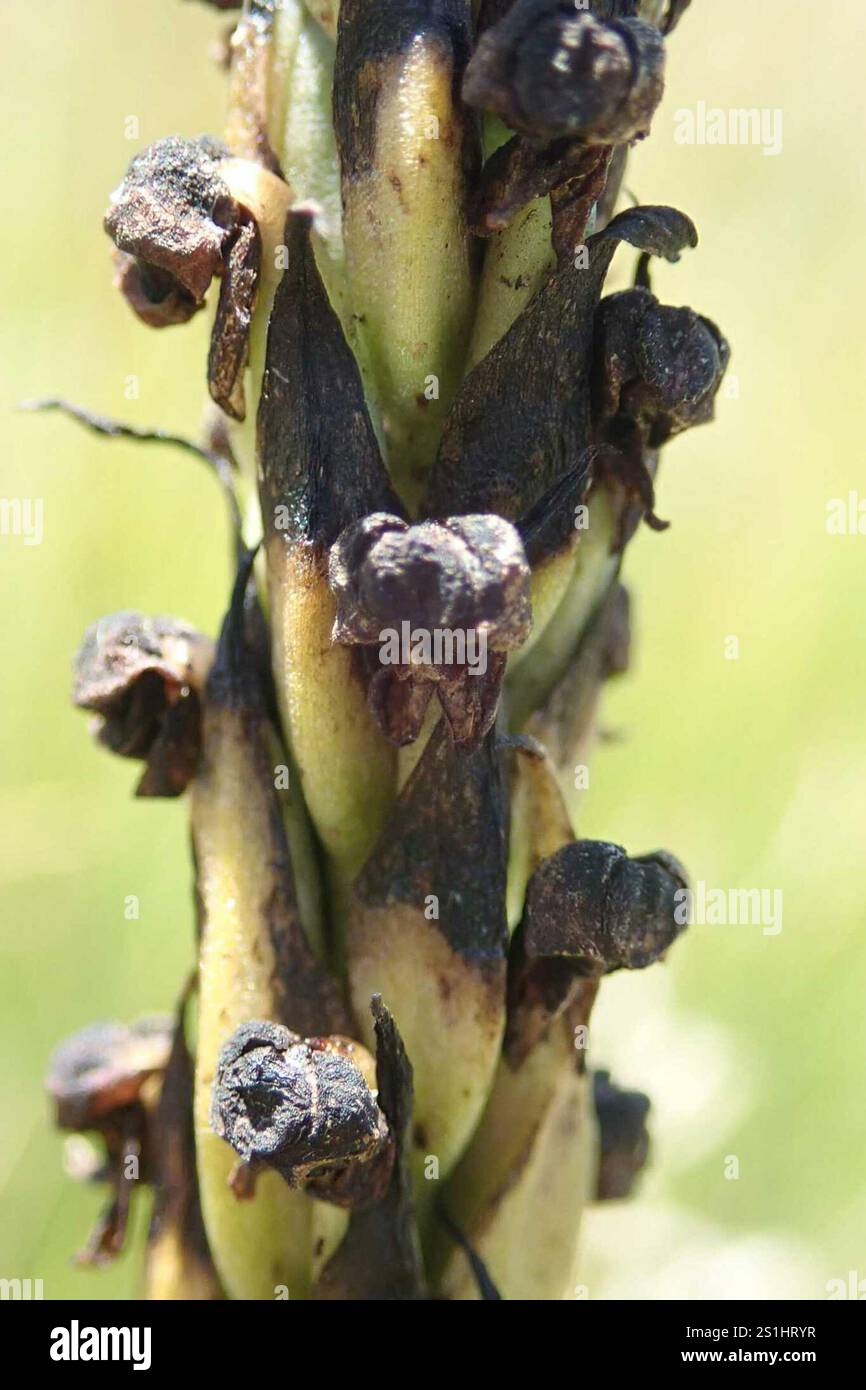Coil Blackface Monkshood (Pterygodium nigrescens Stock Photo - Alamy