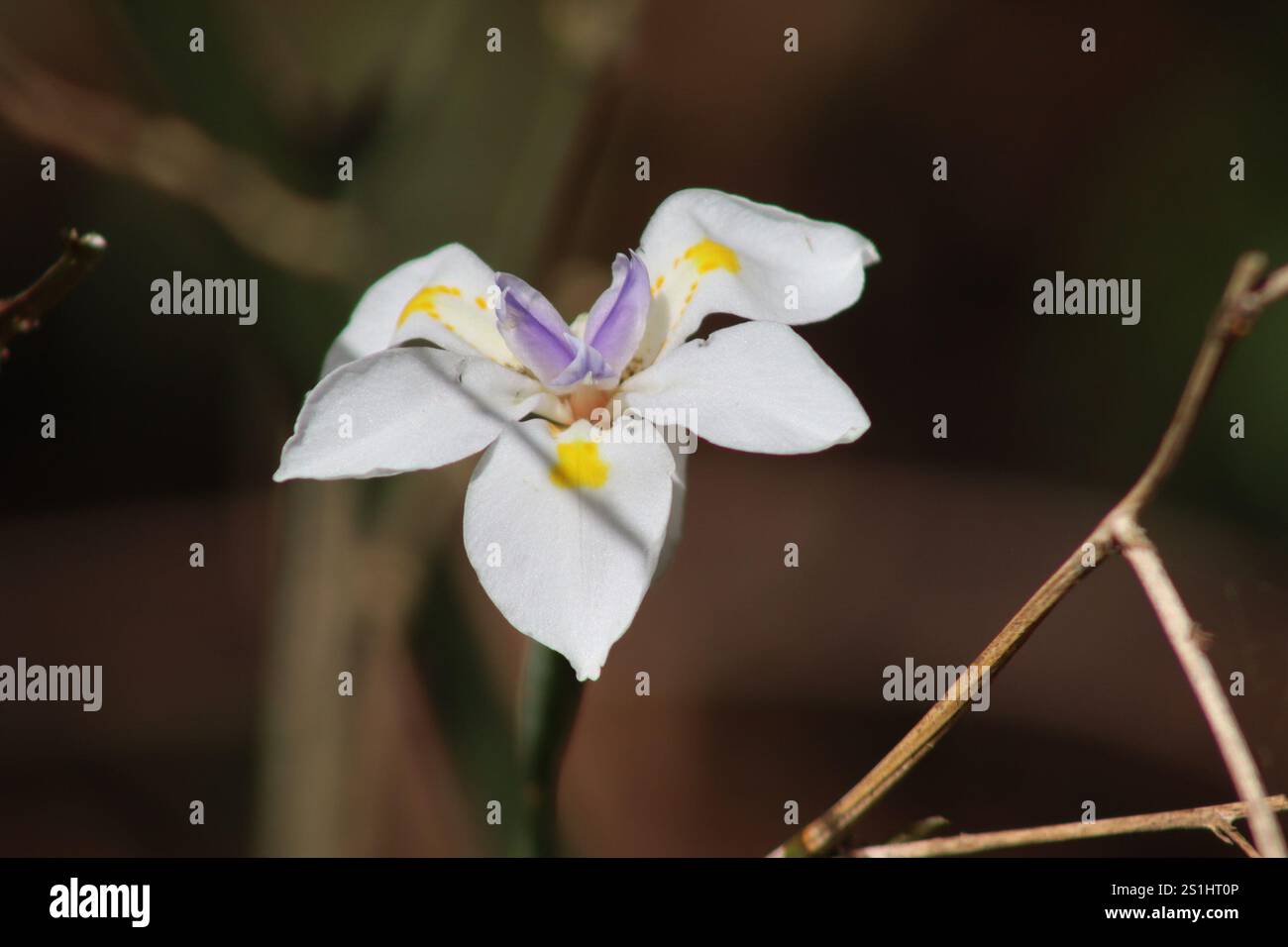 Small Fortnight Lily (Dietes iridioides Stock Photo - Alamy