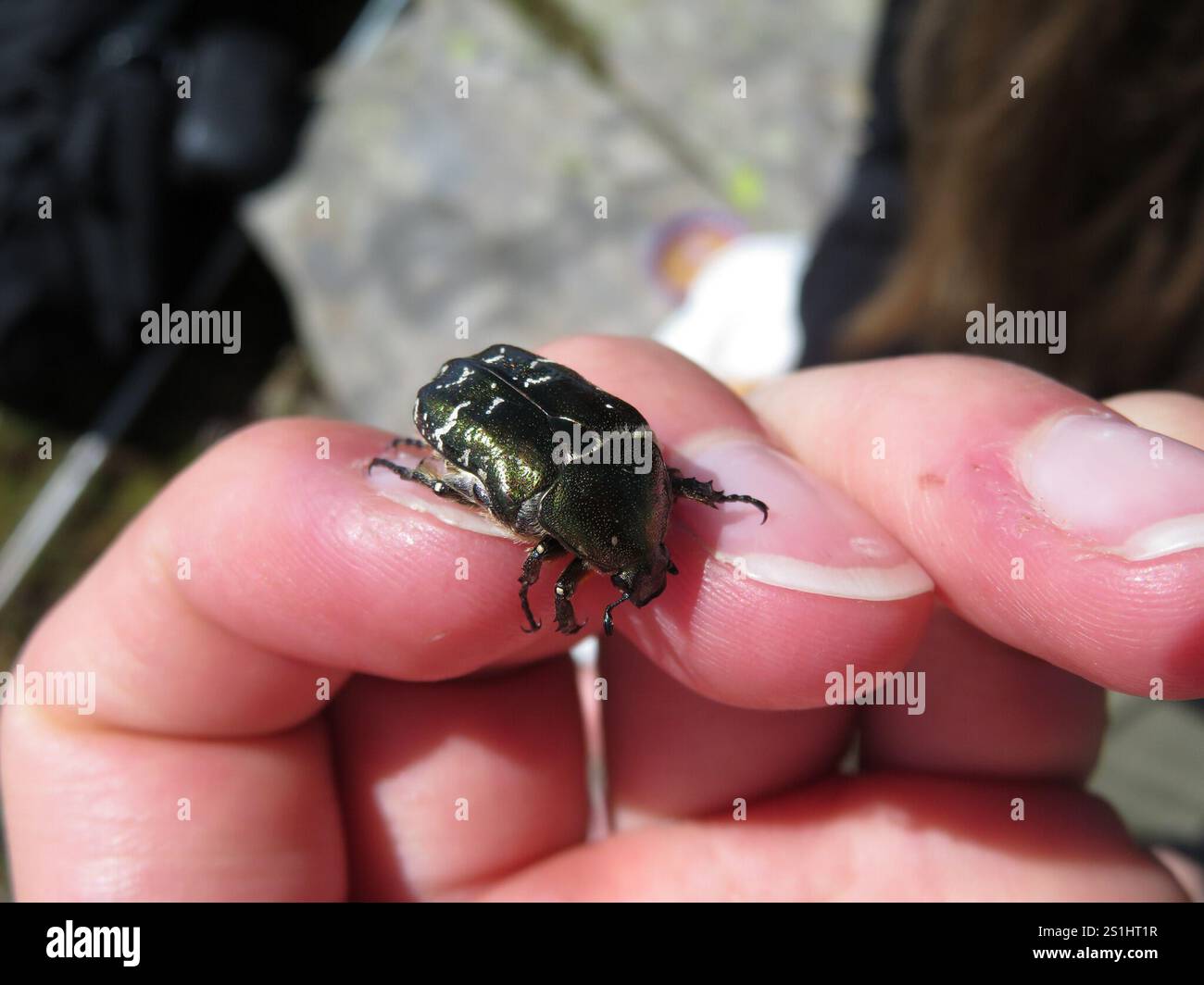 Copper Chafer (Protaetia cuprea Stock Photo - Alamy