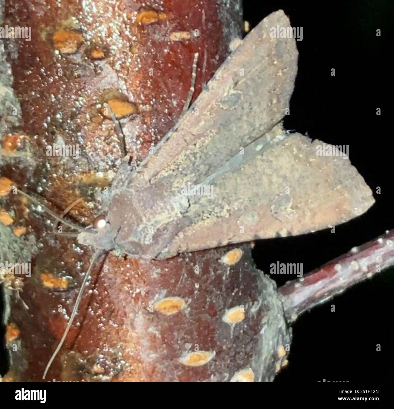Variegated Cutworm Moth (Peridroma saucia Stock Photo - Alamy