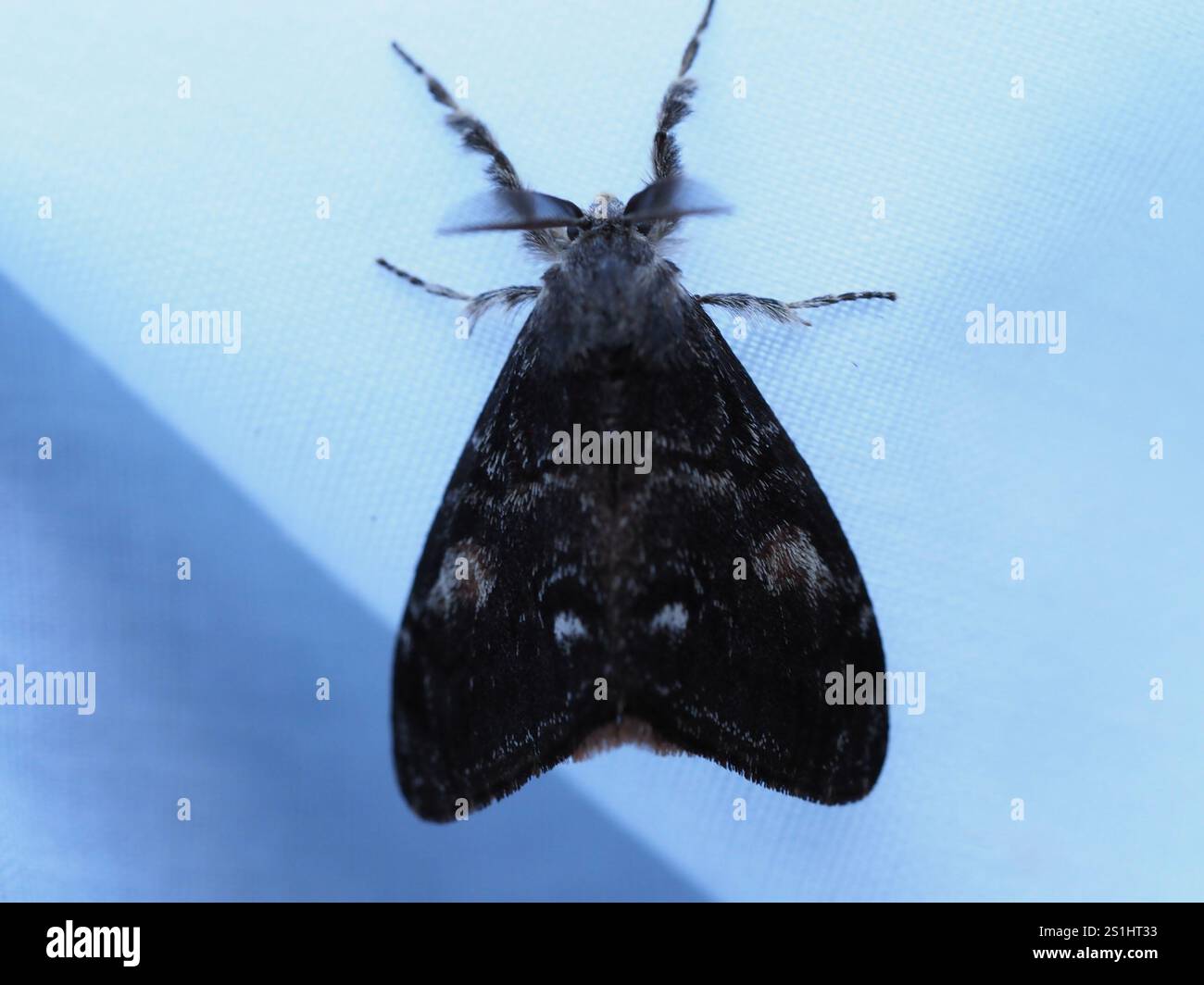 Douglas-fir tussock moth (Orgyia pseudotsugata Stock Photo - Alamy