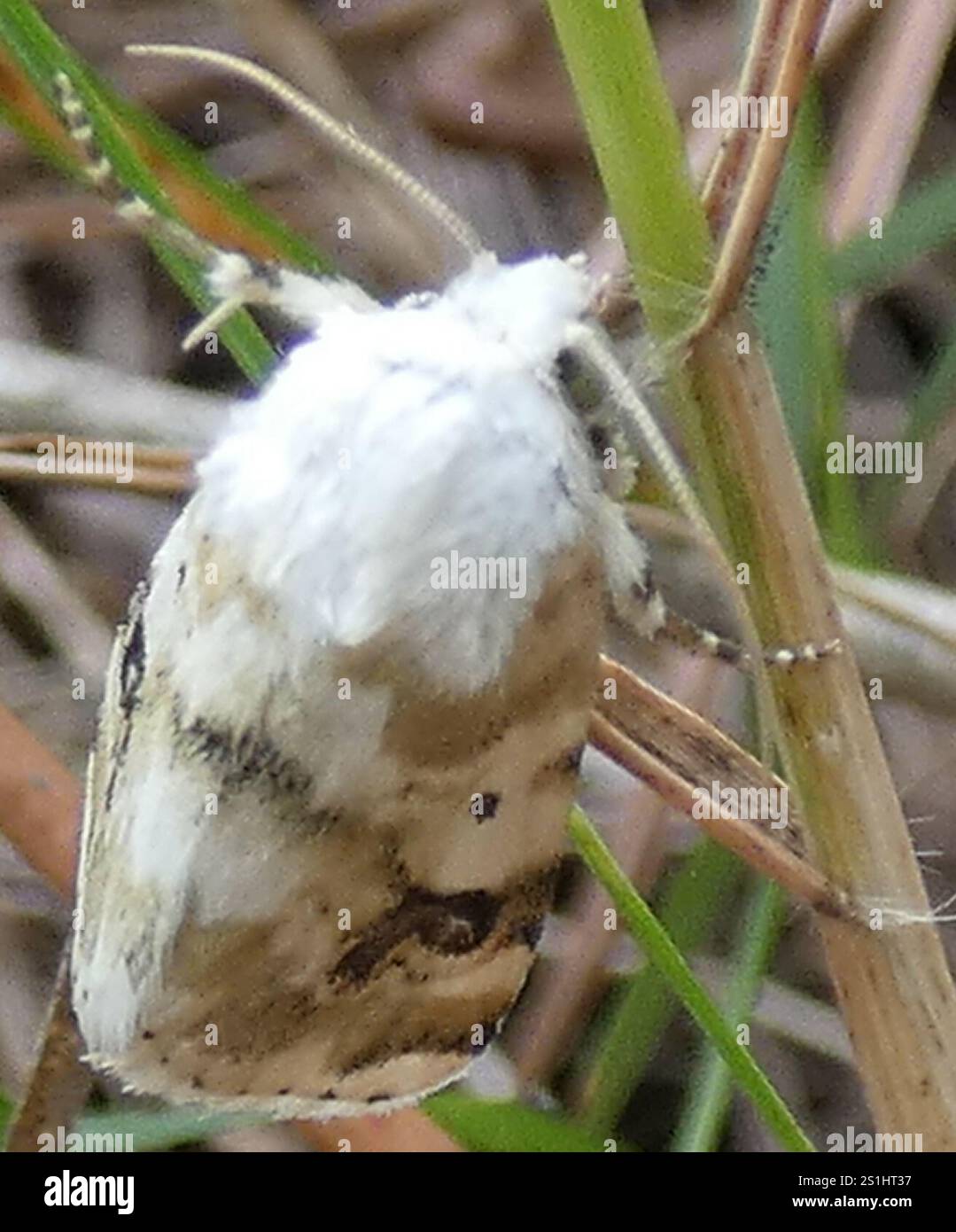 Goldenrod flower moth hi-res stock photography and images - Alamy