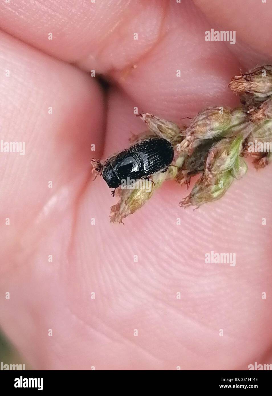 Small Dung Beetles (Aphodiinae Stock Photo - Alamy