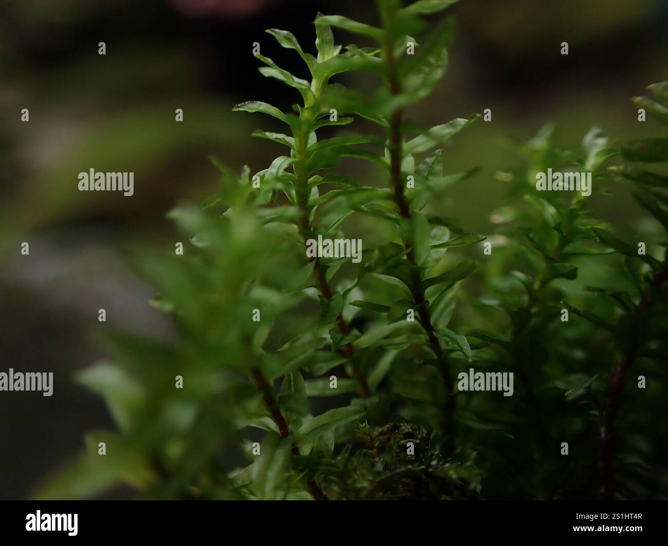 Large Hair Moss (Oligotrichum parallelum Stock Photo - Alamy