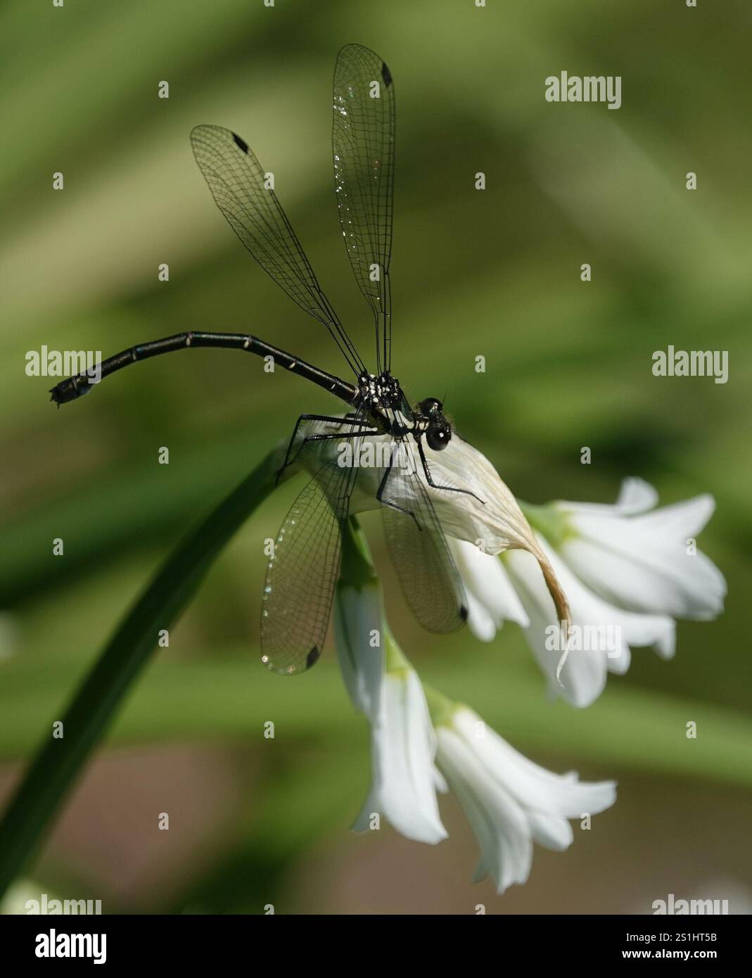 Common Flatwing (Austroargiolestes icteromelas Stock Photo - Alamy