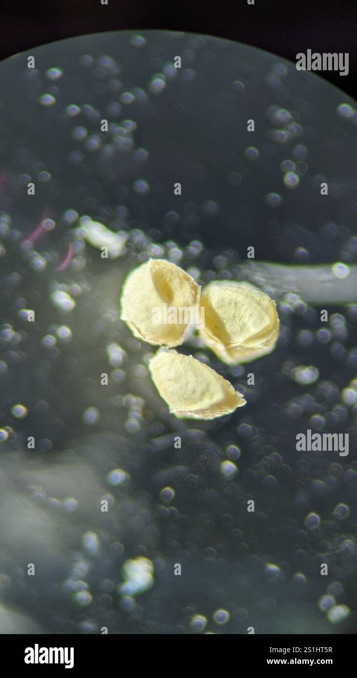 western quillwort (Isoetes occidentalis Stock Photo - Alamy