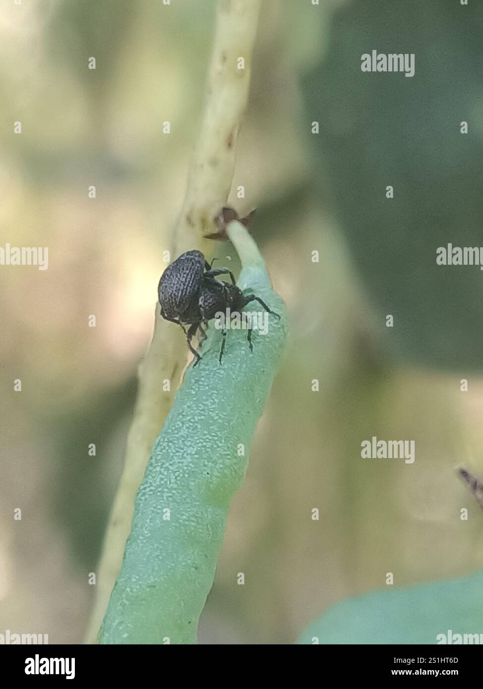 True Weevils (Curculionidae Stock Photo - Alamy