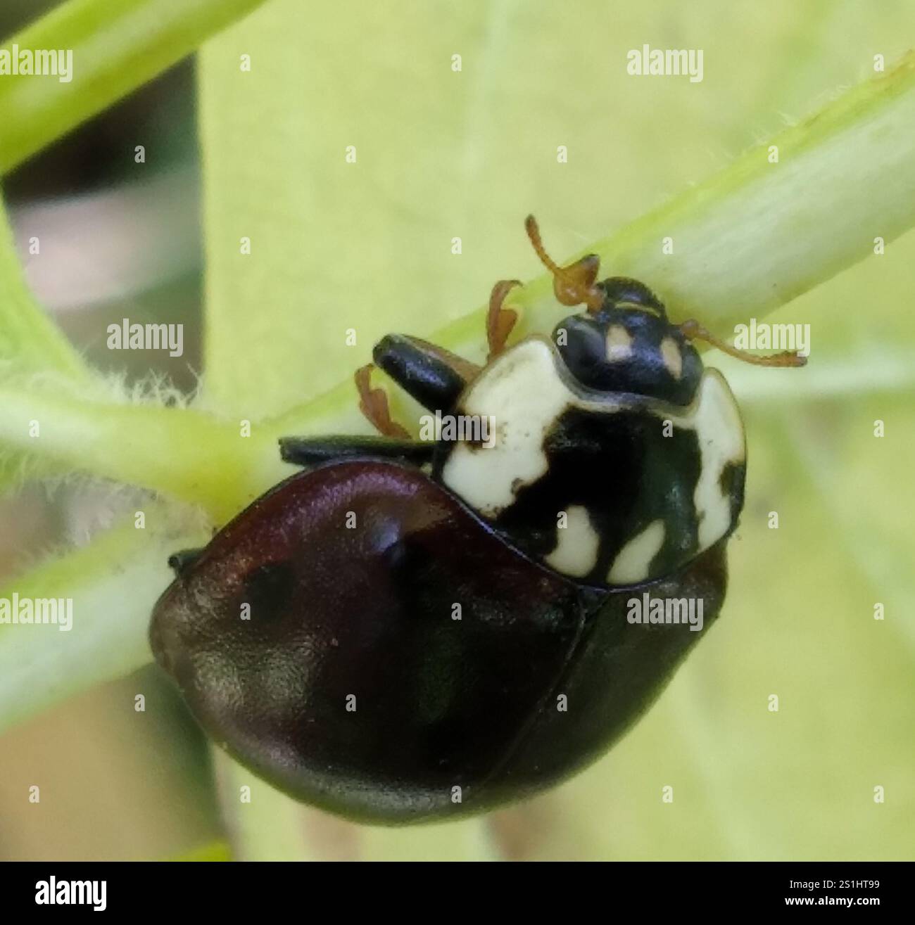 Fifteen-spotted Lady Beetle (Anatis labiculata Stock Photo - Alamy
