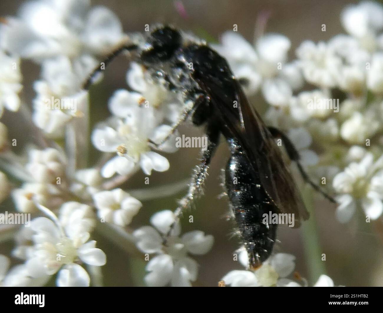 Tiphiid Flower Wasps (Tiphiidae Stock Photo - Alamy