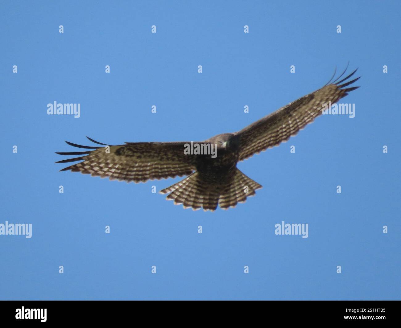 Harlan's Hawk (Buteo jamaicensis harlani Stock Photo - Alamy