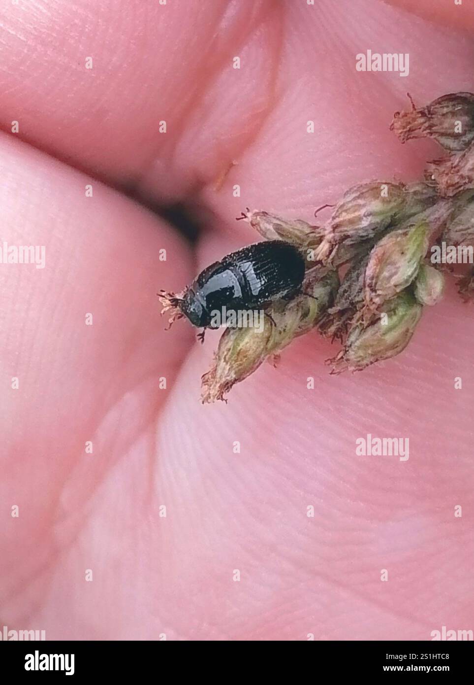 Small Dung Beetles (Aphodiinae Stock Photo - Alamy