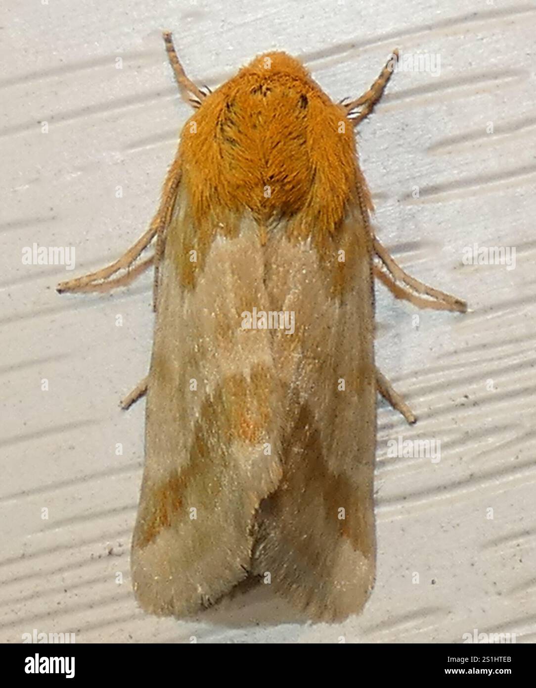 Alluring Schinia Moth (Schinia siren Stock Photo - Alamy