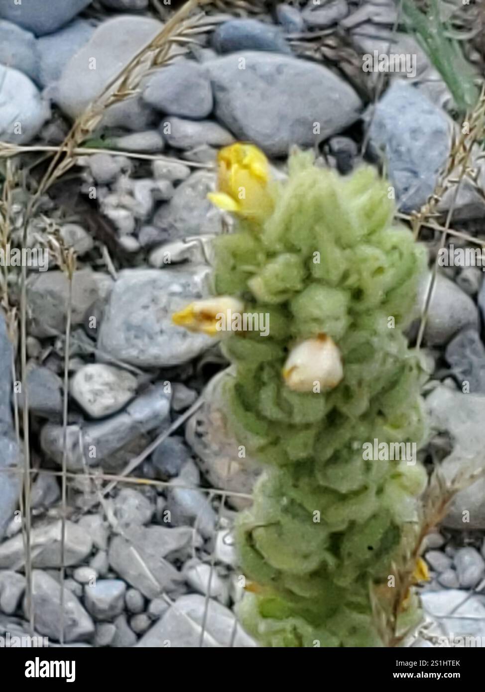 great mullein (Verbascum thapsus Stock Photo - Alamy