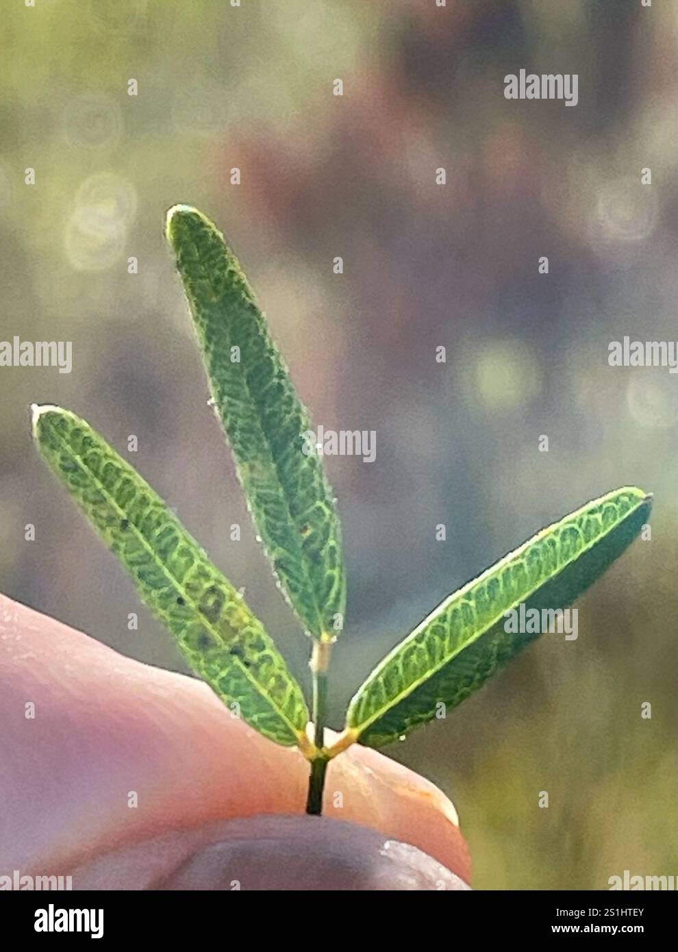 slender bush clover (Lespedeza virginica Stock Photo - Alamy