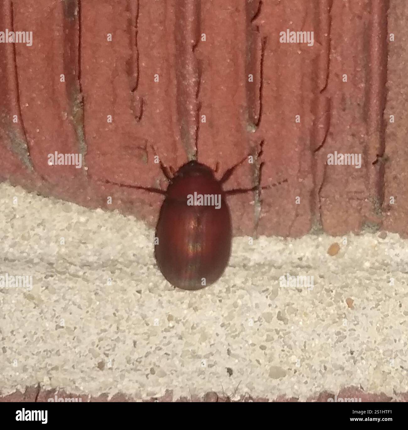 Asiatic Garden Beetle (Maladera formosae Stock Photo - Alamy