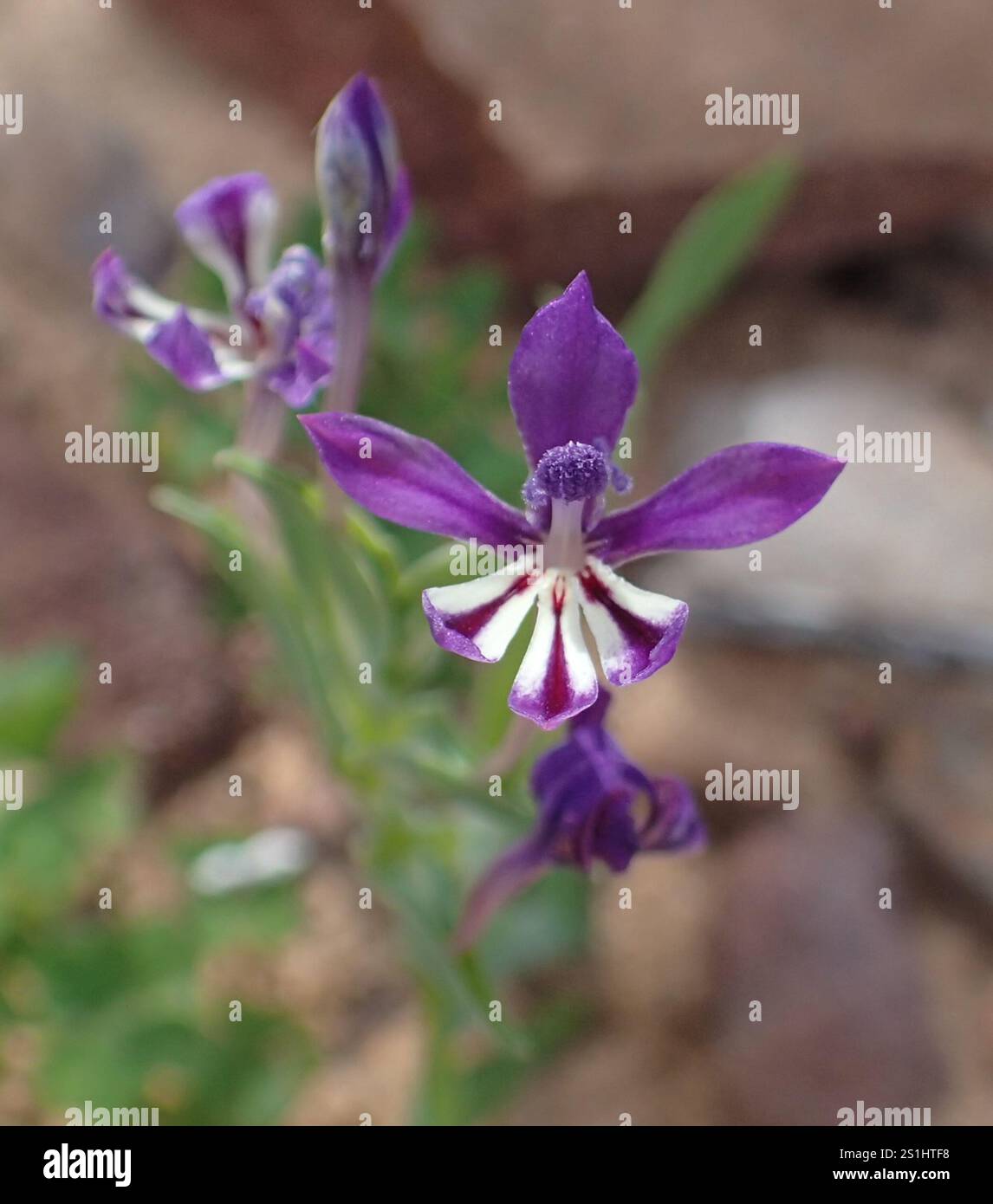 Purple Corn-lily (Lapeirousia jacquinii Stock Photo - Alamy