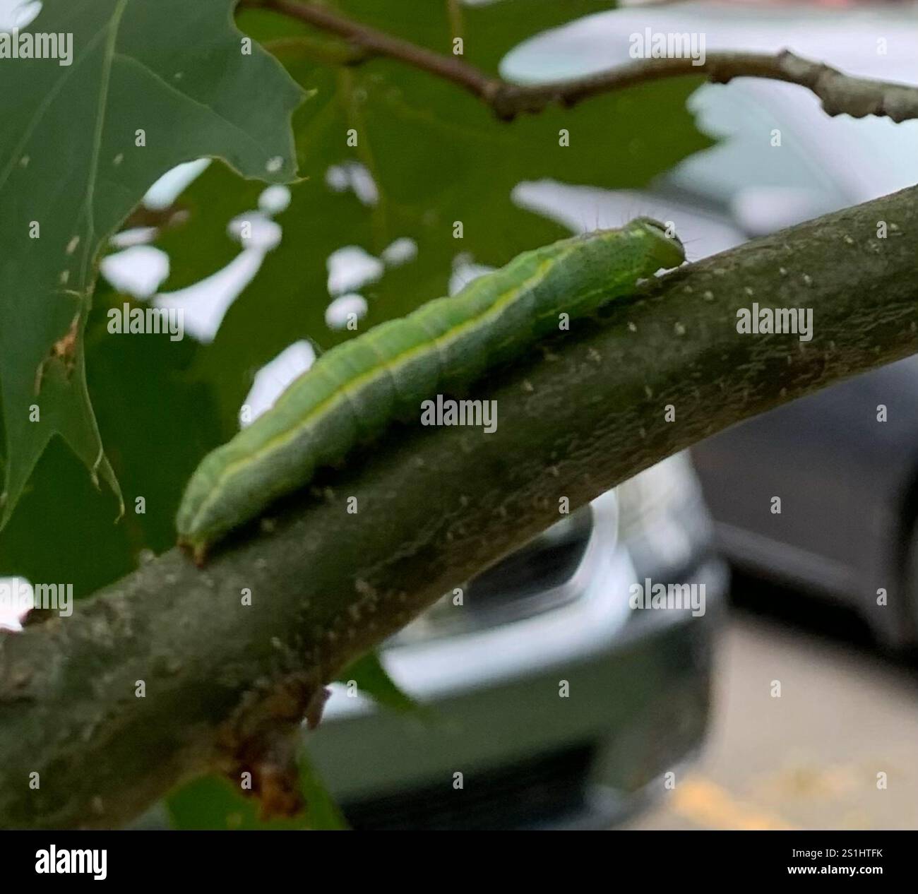 Variable Oakleaf Caterpillar Moth (Lochmaeus manteo Stock Photo - Alamy