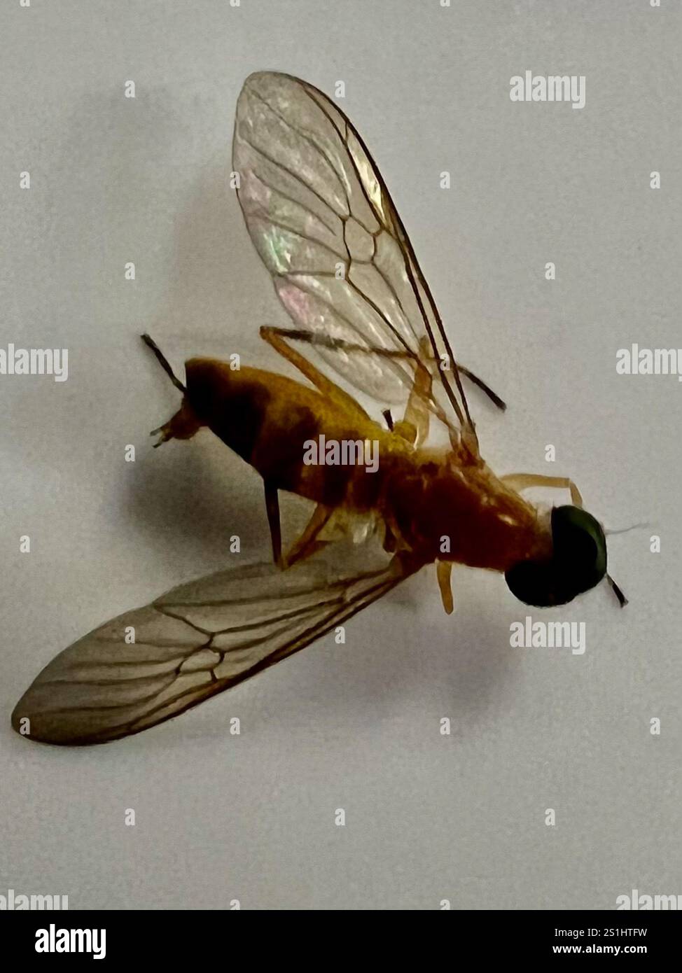Compost Fly (Ptecticus trivittatus Stock Photo - Alamy
