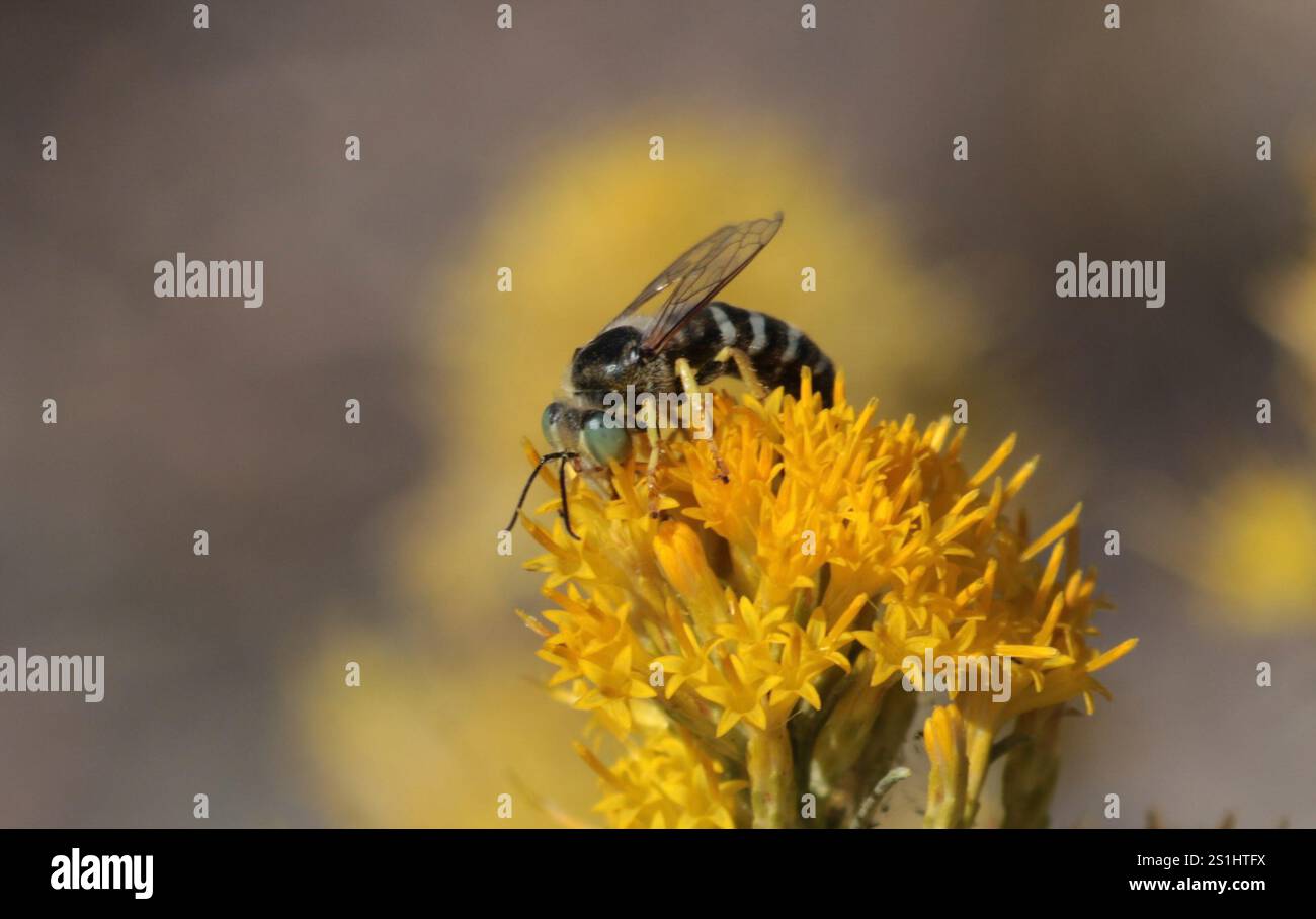 American Sand Wasp (Bembix americana Stock Photo - Alamy