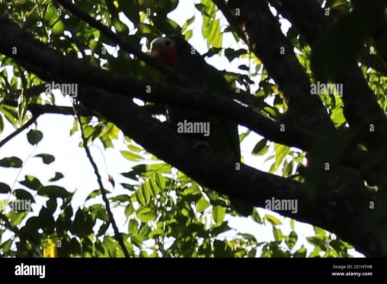Cuban Amazon (Amazona leucocephala Stock Photo - Alamy