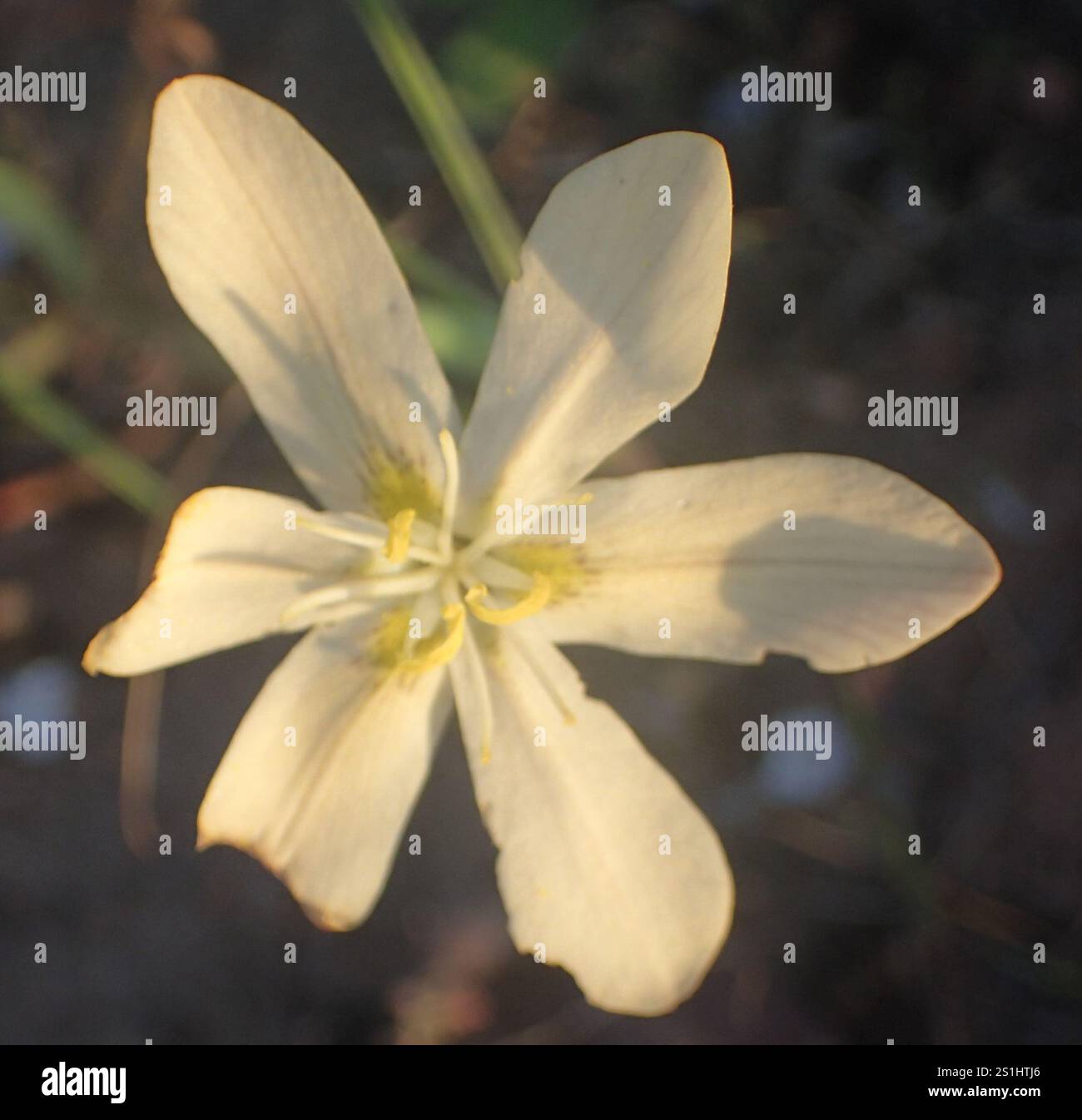 Two-leaved Cape tulip (Moraea miniata Stock Photo - Alamy
