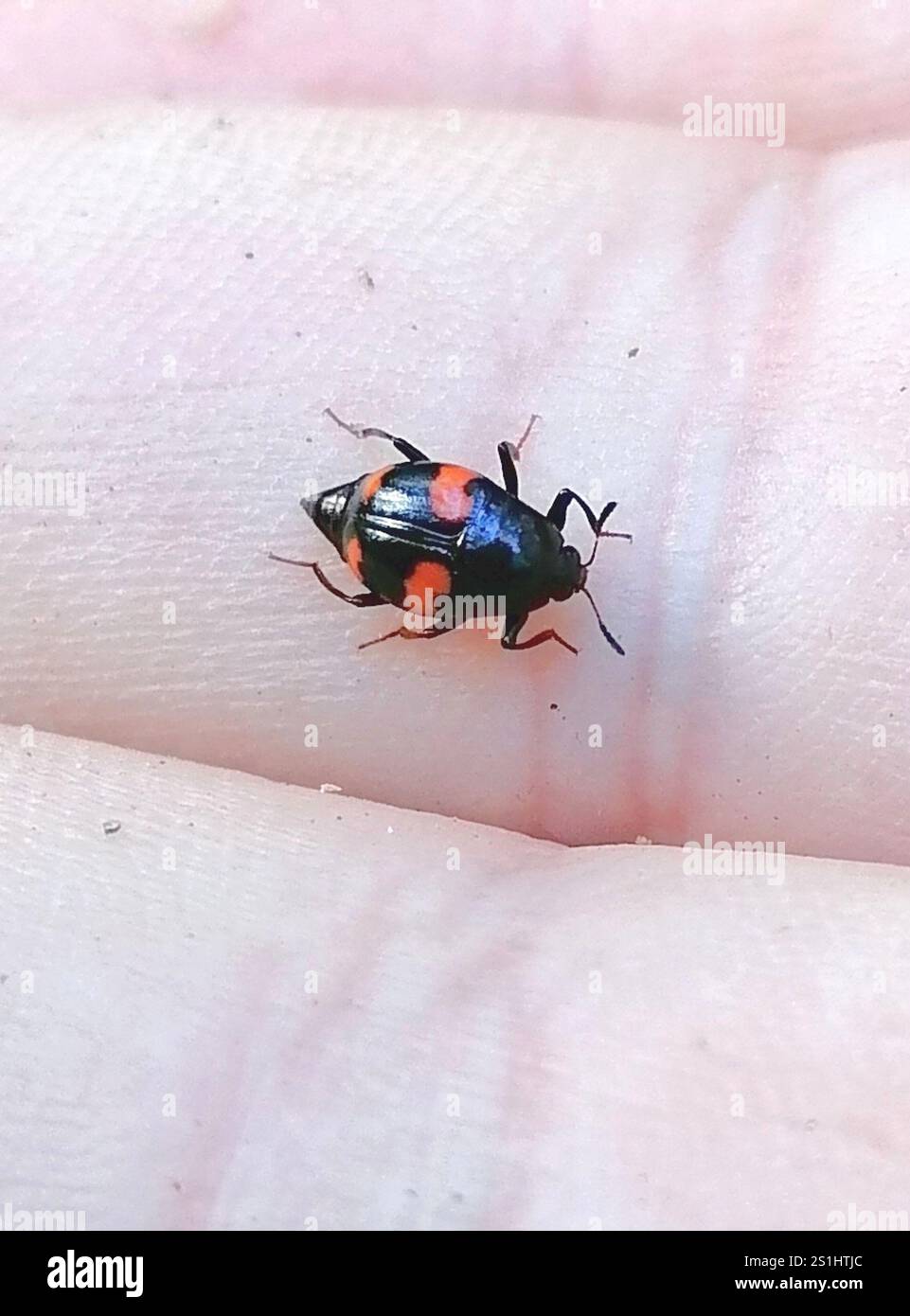 Orange-spotted Scaphidium (Scaphidium quadrimaculatum Stock Photo - Alamy