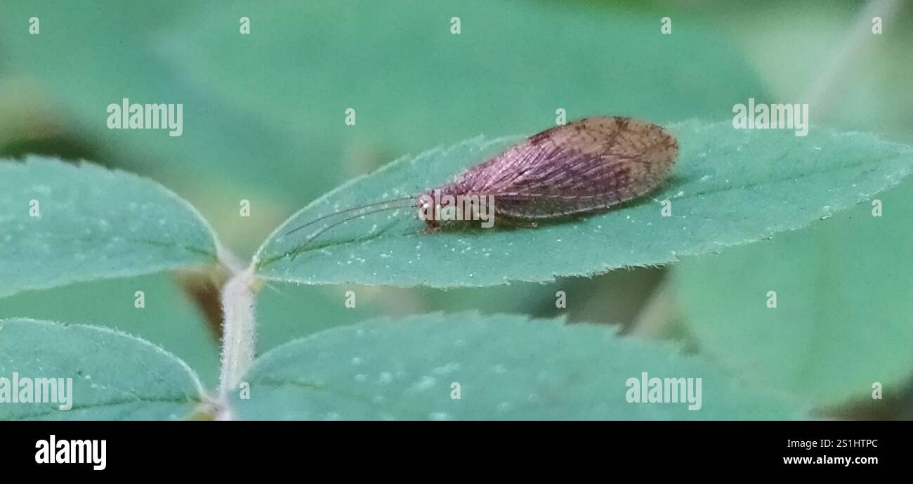 Angular Brunette Lacewing (Micromus angulatus Stock Photo - Alamy