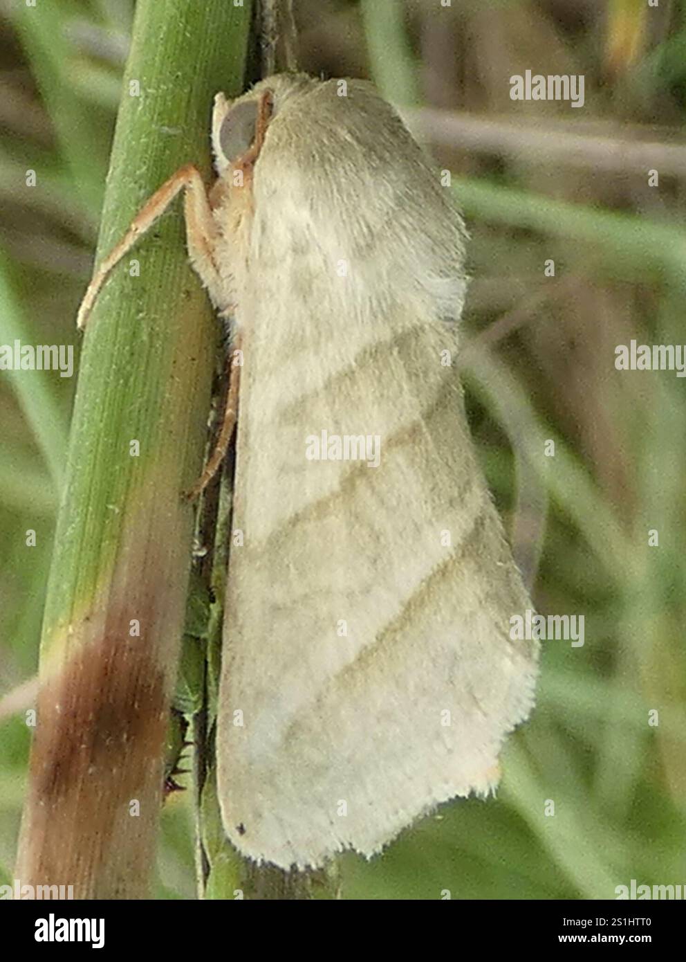Tobacco Budworm Moth (Chloridea virescens Stock Photo - Alamy