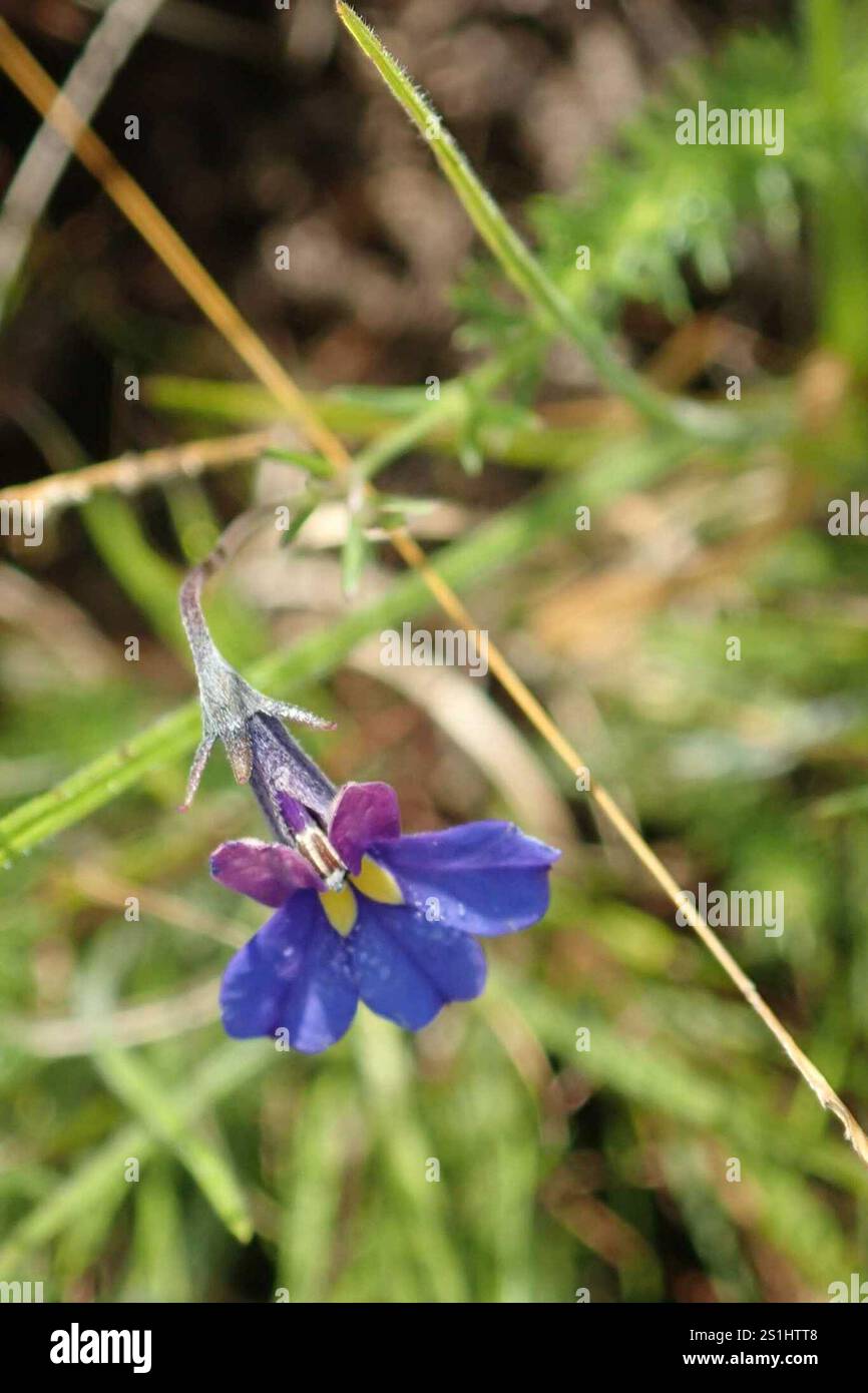 Brother Oneye (Monopsis decipiens Stock Photo - Alamy