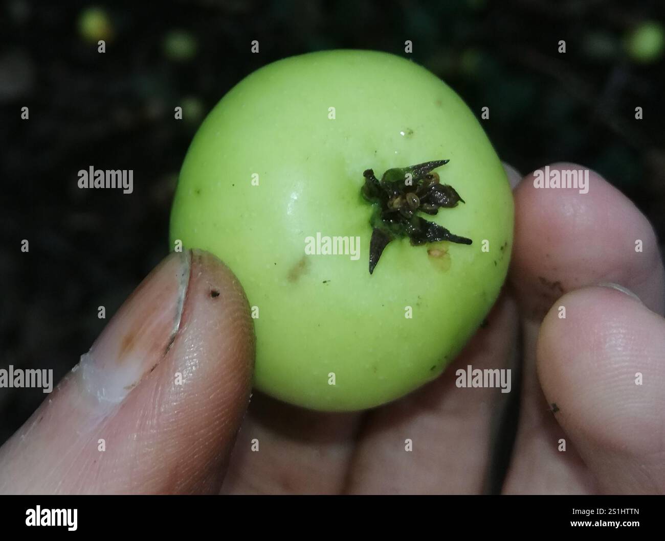 European Wild Apple (Malus sylvestris Stock Photo - Alamy