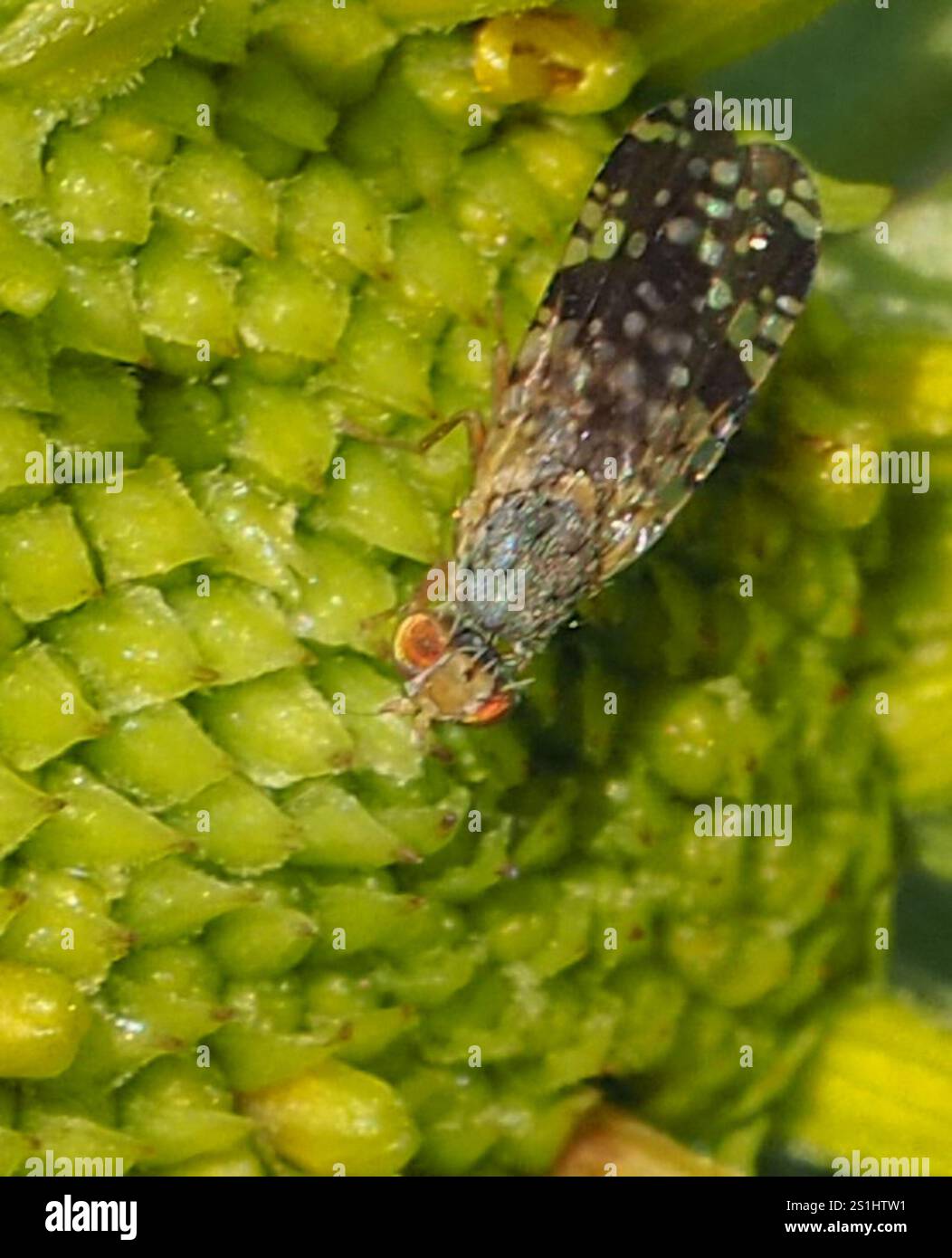 Sunflower Seed Maggot (Neotephritis finalis Stock Photo - Alamy