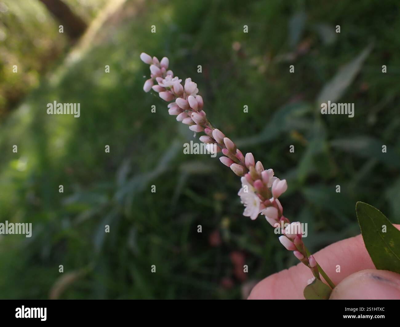 swamp smartweed (Persicaria hydropiperoides Stock Photo - Alamy