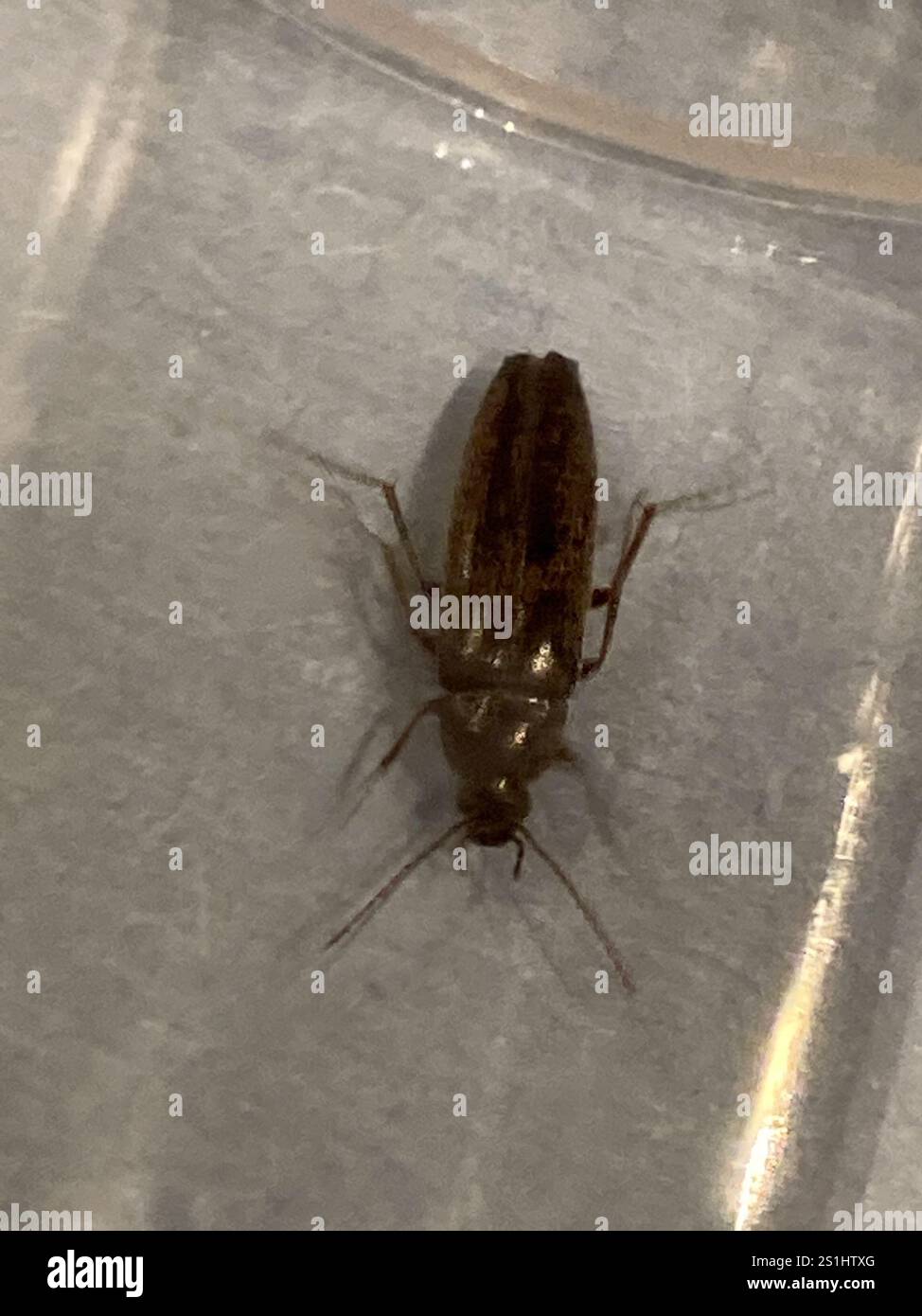 Punctate Synchronized Bark Beetle (Synchroa punctata Stock Photo - Alamy