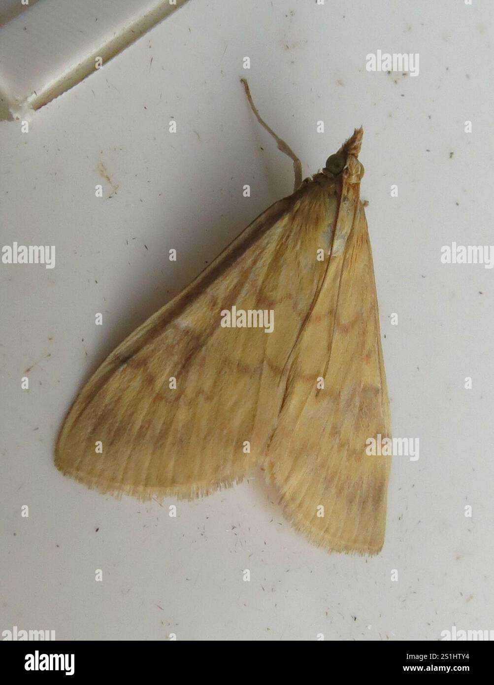 European Corn Borer Moth (Ostrinia nubilalis Stock Photo - Alamy