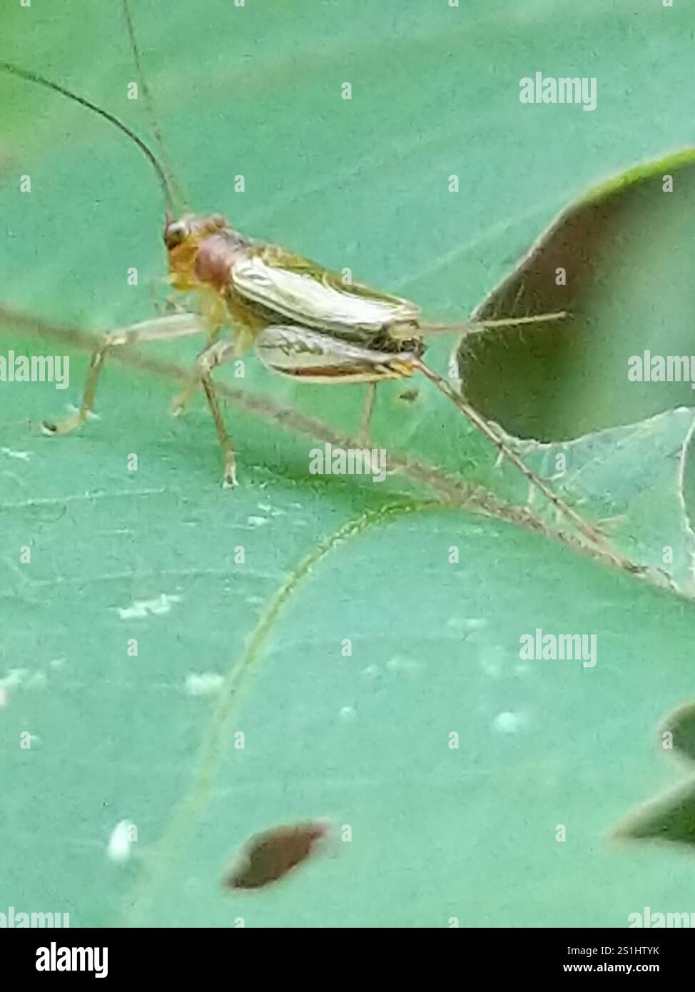 Brown Sword-tail Crickets (Anaxipha Stock Photo - Alamy