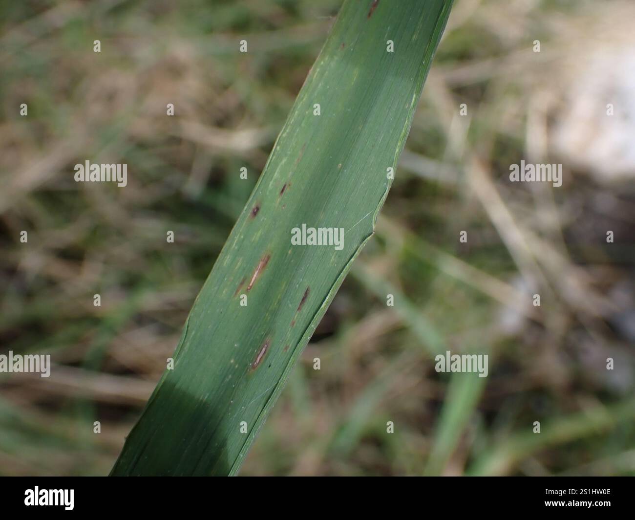 canadian bluejoint (Calamagrostis canadensis Stock Photo - Alamy