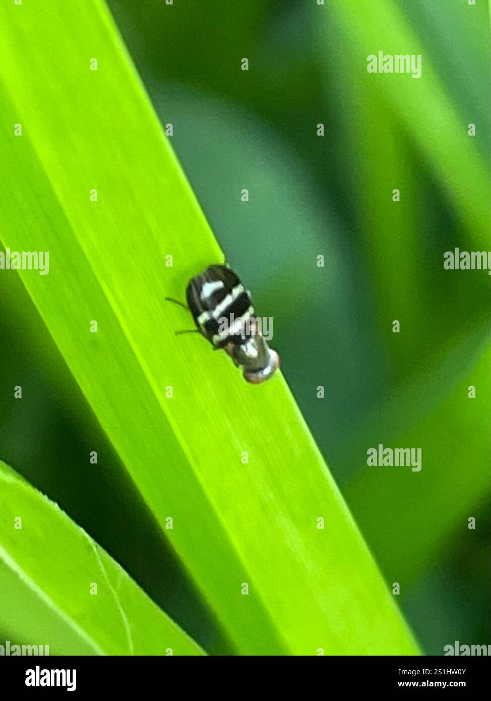 Banded-wing Flies (Chaetopsis Stock Photo - Alamy