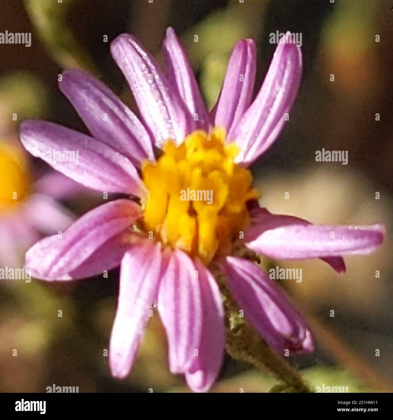 California Aster (Corethrogyne filaginifolia Stock Photo - Alamy