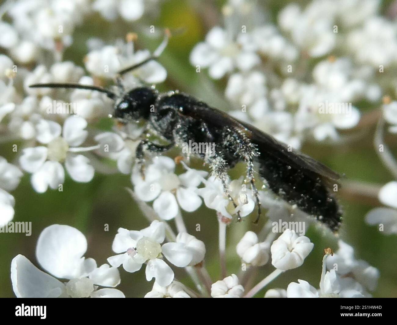 Tiphiid Flower Wasps (Tiphiidae Stock Photo - Alamy