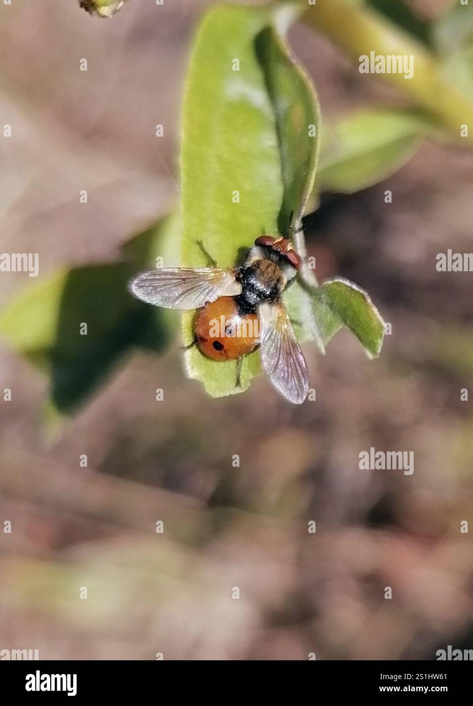 Ladybird Fly (Gymnosoma rotundatum Stock Photo - Alamy