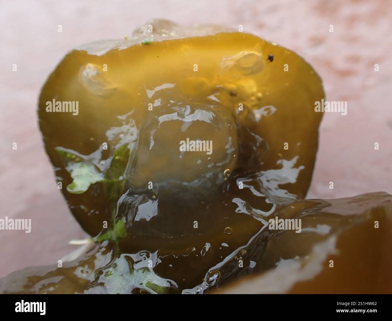 Mare's Eggs (Nostoc pruniforme Stock Photo - Alamy