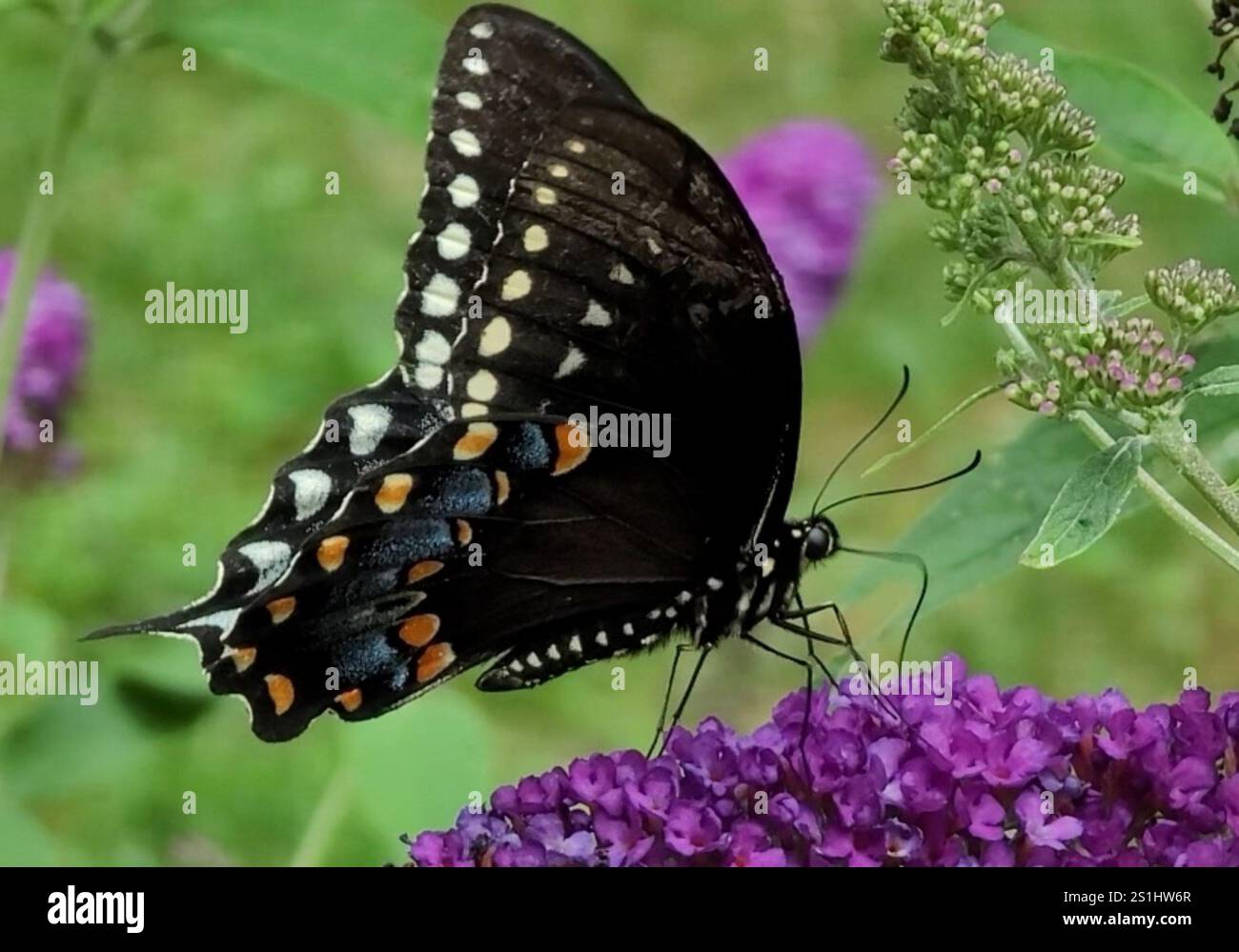 Spicebush Swallowtail (Papilio troilus Stock Photo - Alamy