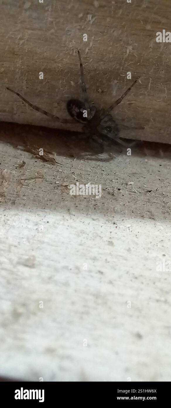 Lace-Weaver Spider (Amaurobius similis Stock Photo - Alamy