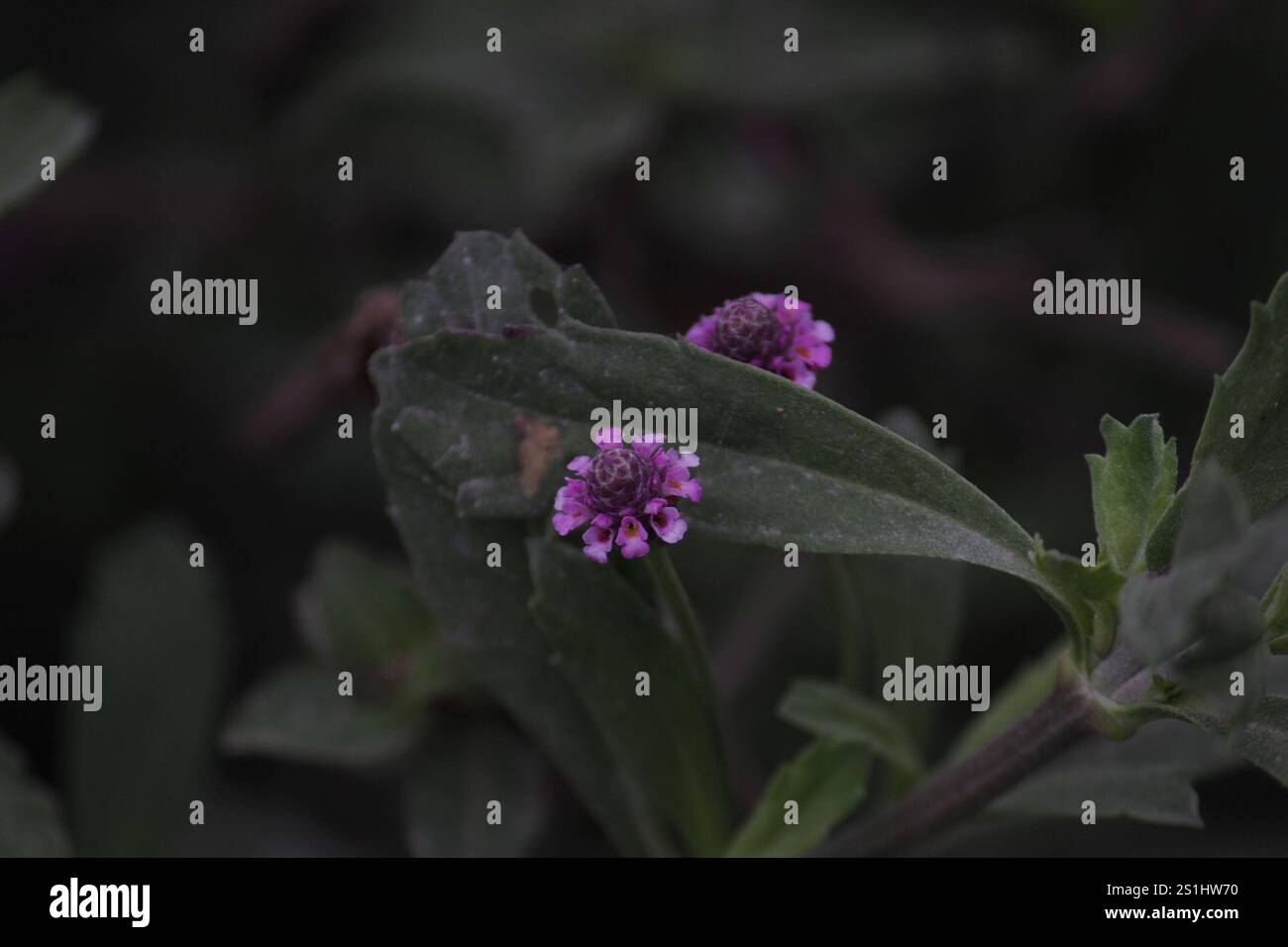 turkey tangle frogfruit (Phyla nodiflora Stock Photo - Alamy
