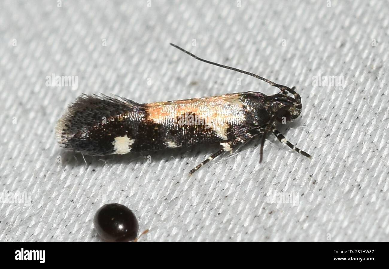 Red-necked Peanutworm Moth (Stegasta bosqueella Stock Photo - Alamy