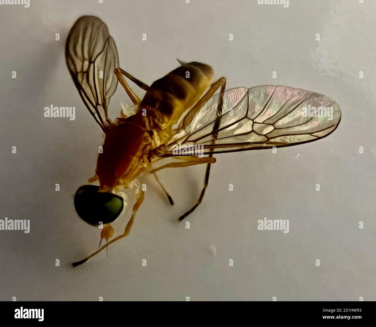 Compost Fly (Ptecticus trivittatus Stock Photo - Alamy