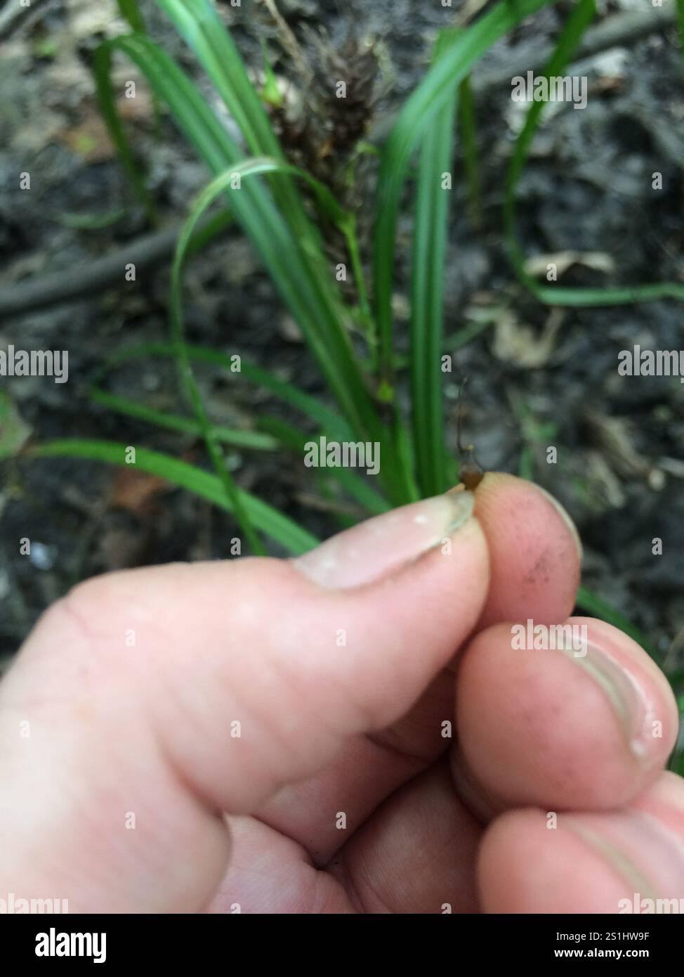 hop sedge (Carex lupulina Stock Photo - Alamy